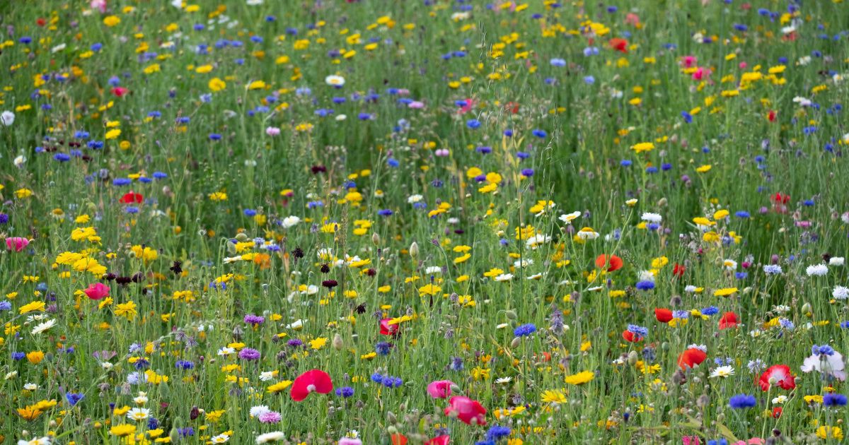 COST Action CA18201 Conserve Plants (2019-2023) | Plantentuin Meise