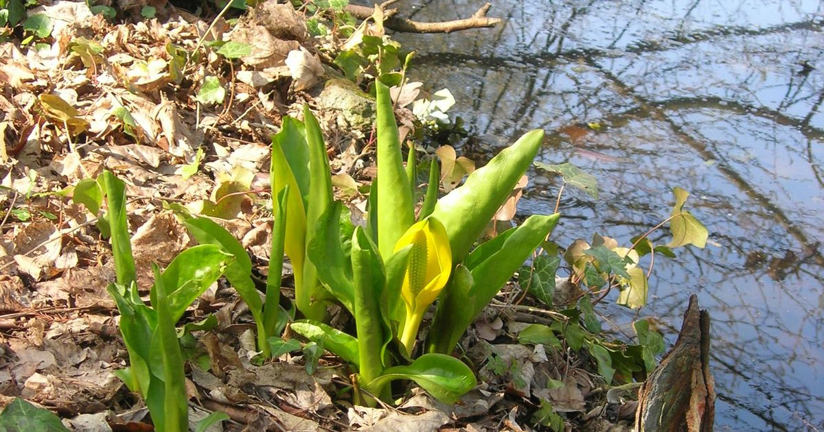 Emiel van Rompaey Award | Plantentuin Meise